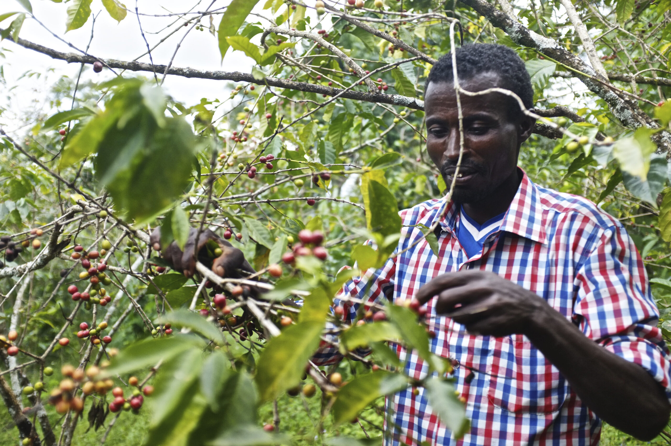 Ethiopian Kochere Kore Boji – Reframe Coffee Roasters