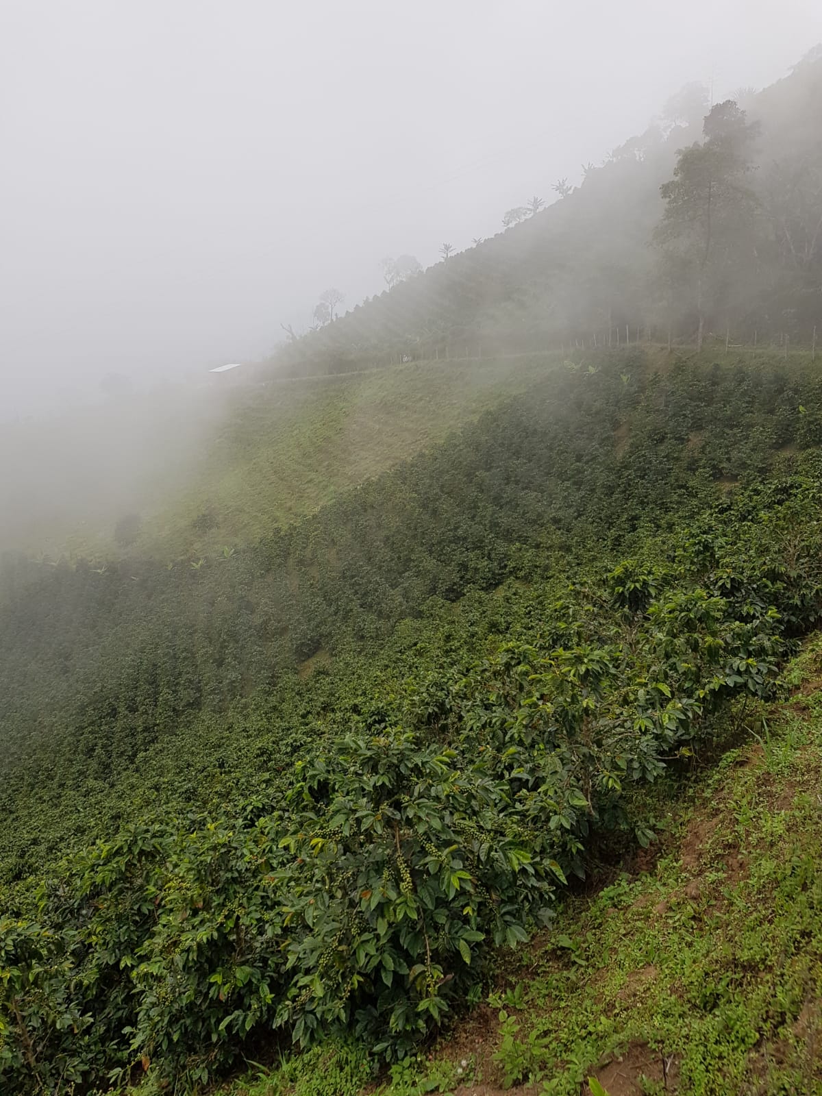 Colombia Finca El Jardin Estate – Reframe Coffee Roasters