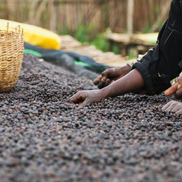 Ethiopian Yirgacheffe Chelchele – Reframe Coffee Roasters