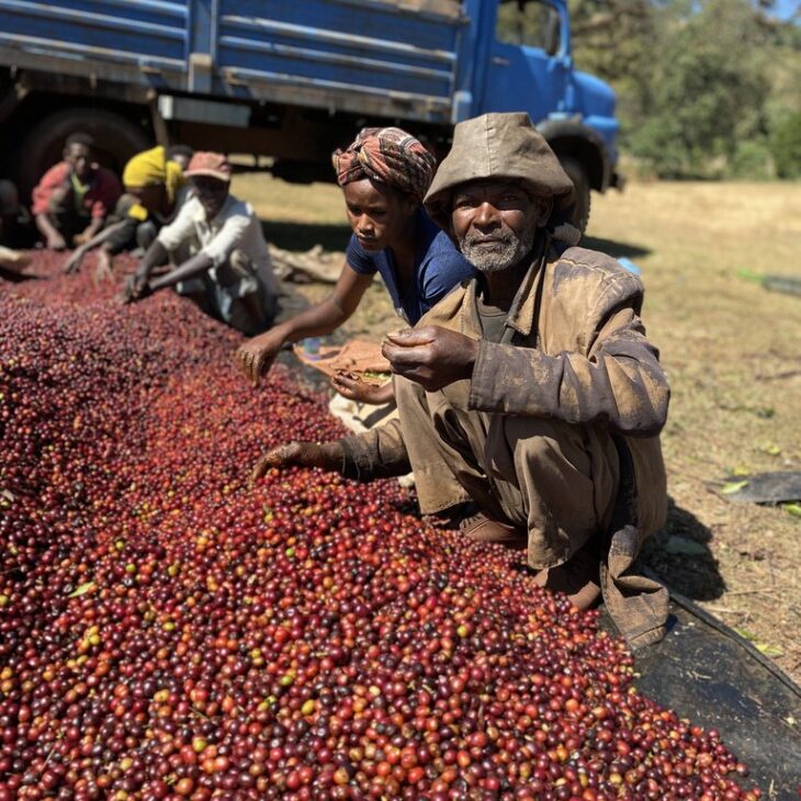 Ethiopia Yirgacheffe Gedeb Gotiti G1 – Reframe Coffee Roasters